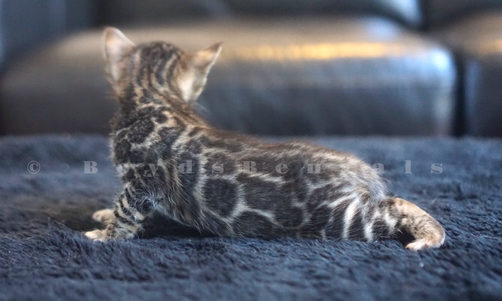 Available Bengal Kittens For Sale - BoydsBengals
