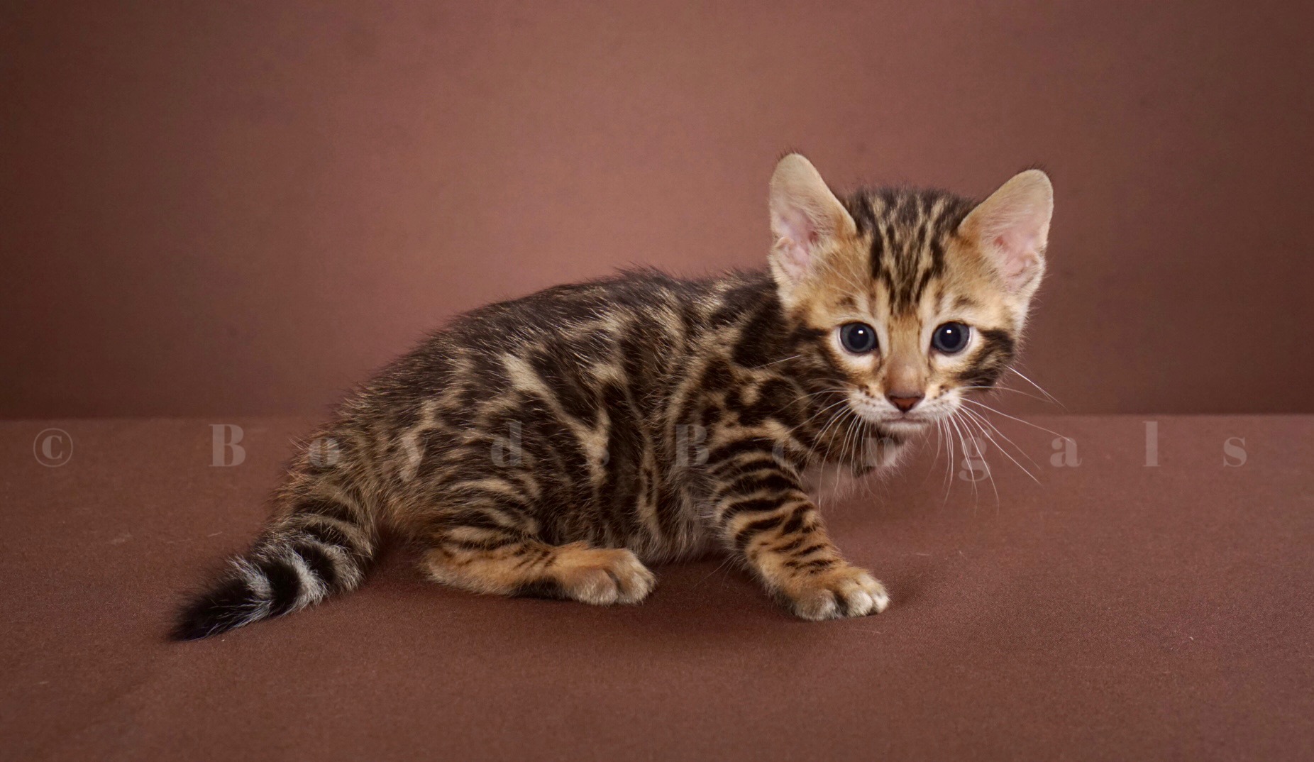 Available Bengal Kittens For Sale - BoydsBengals